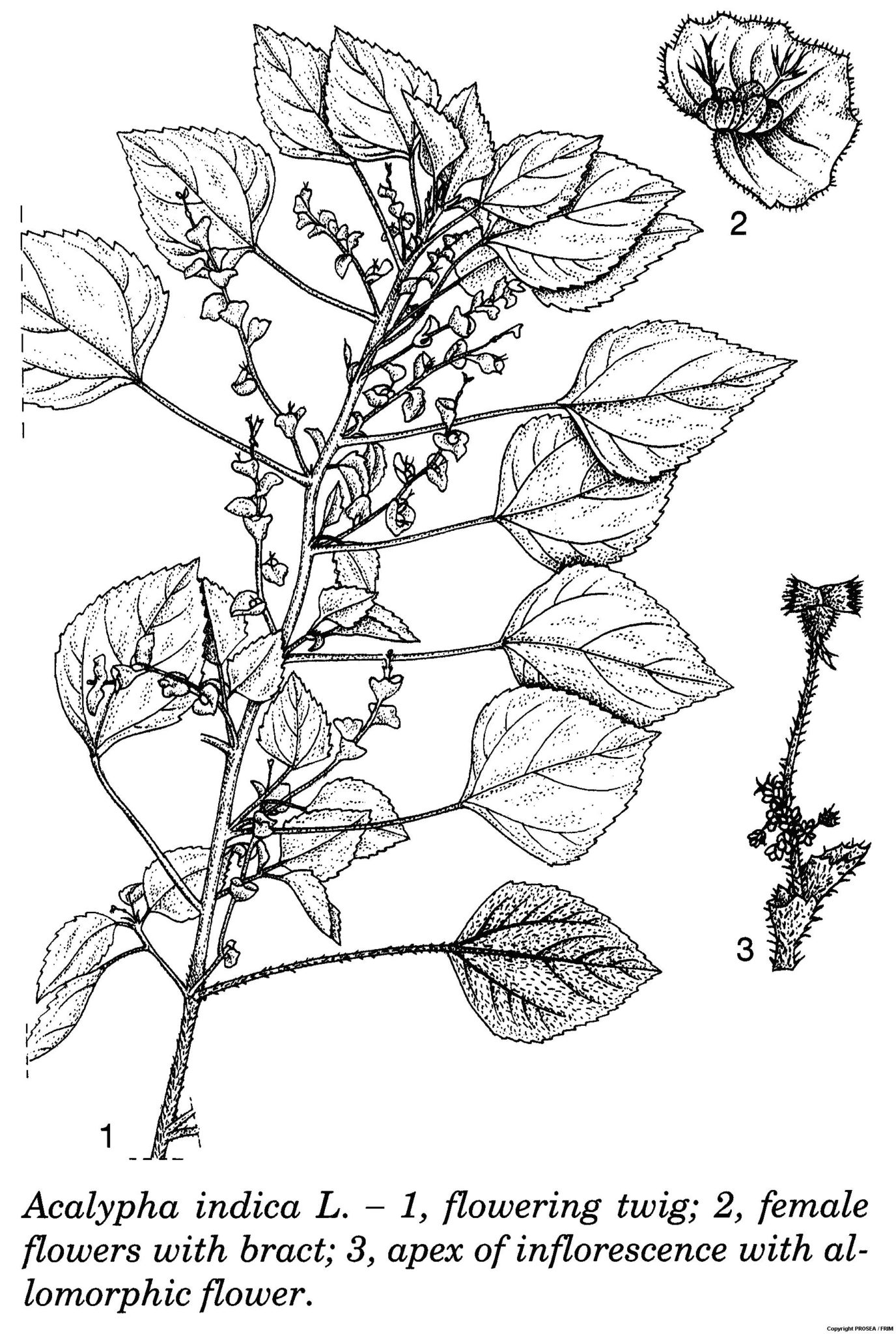 Acalypha indica L. – GlobinMed