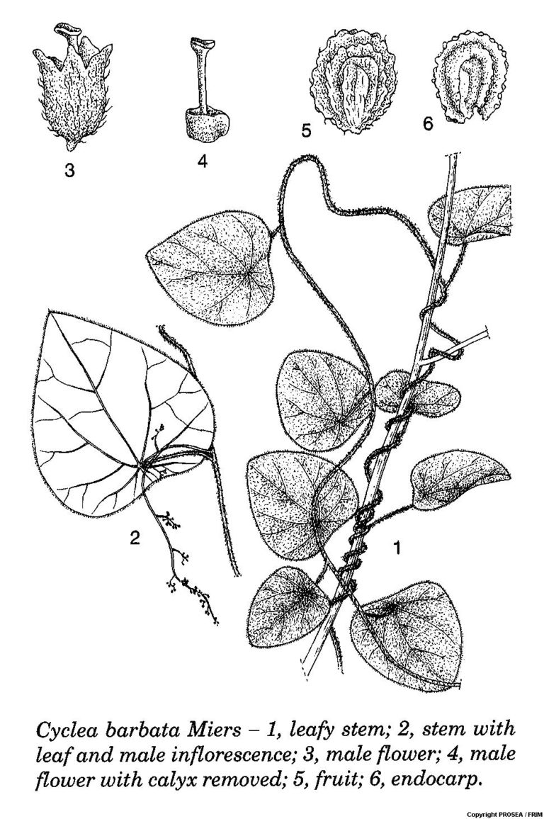 Cyclea barbata Miers - GlobinMed