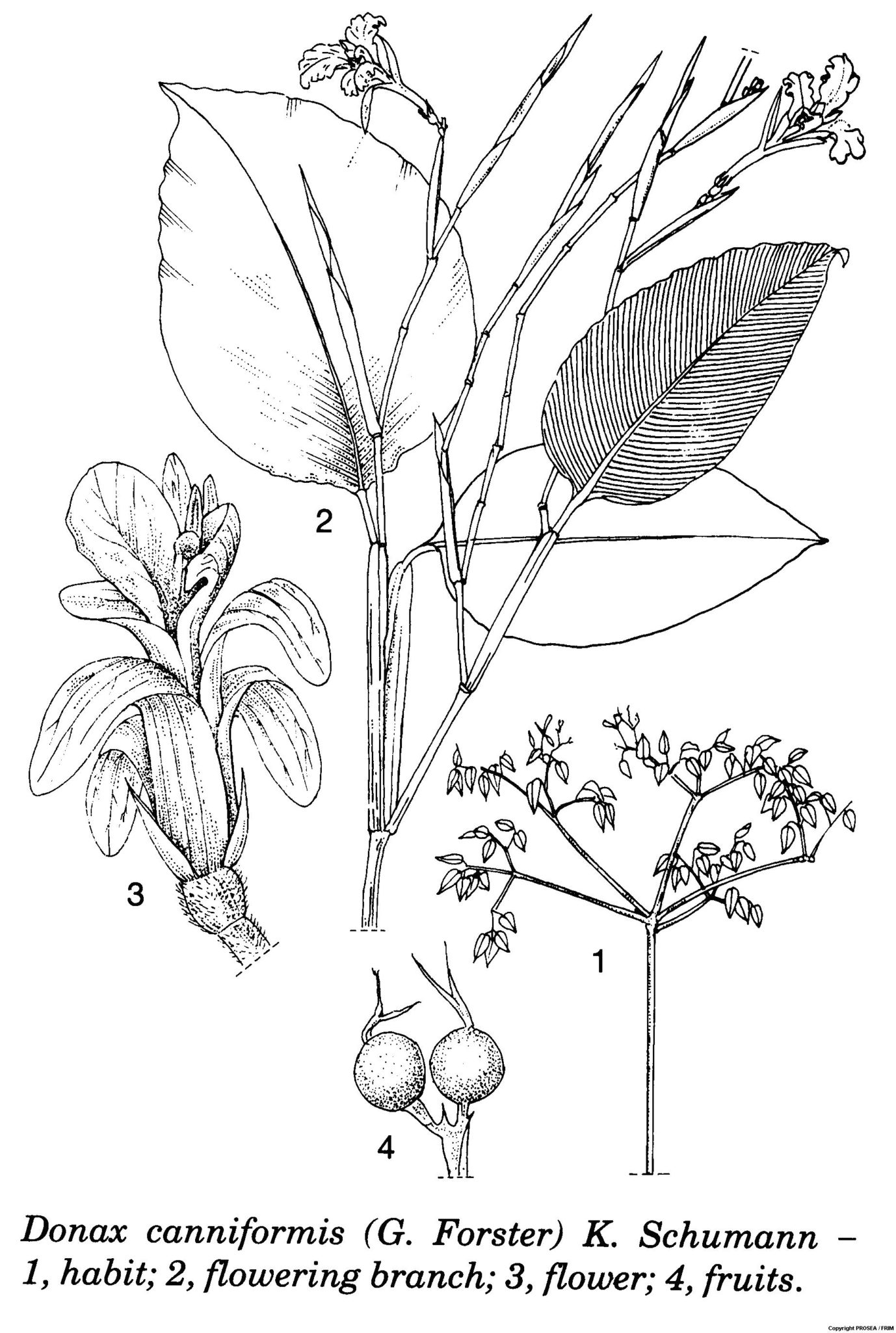 Donax canniformis (G. Forster) K. Schumann – GlobinMed