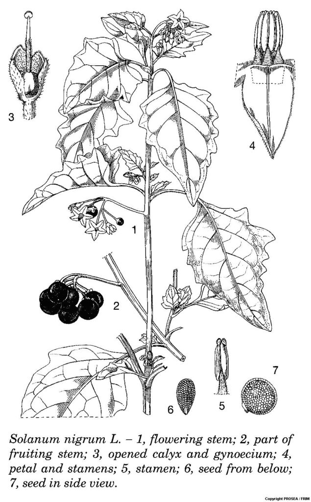 Solanum nigrum L. - GlobinMed