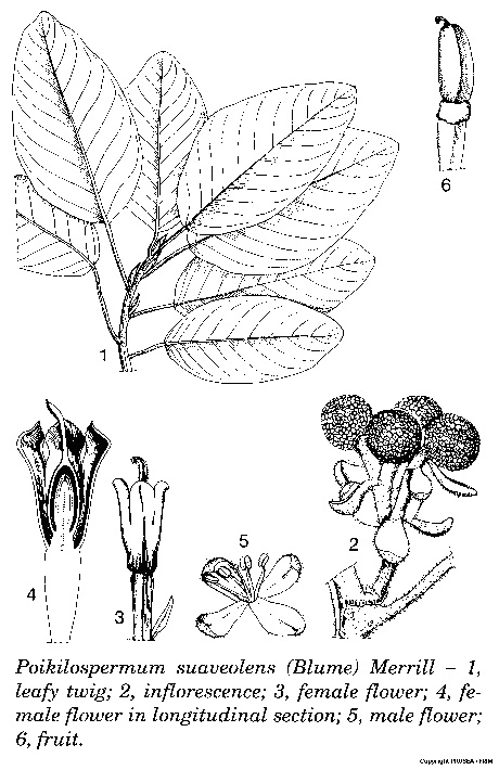 Poikilospermum suaveolens (Blume) Merrill – GlobinMed