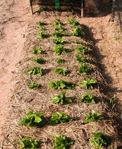 Kaempferia galanga L. – GlobinMed