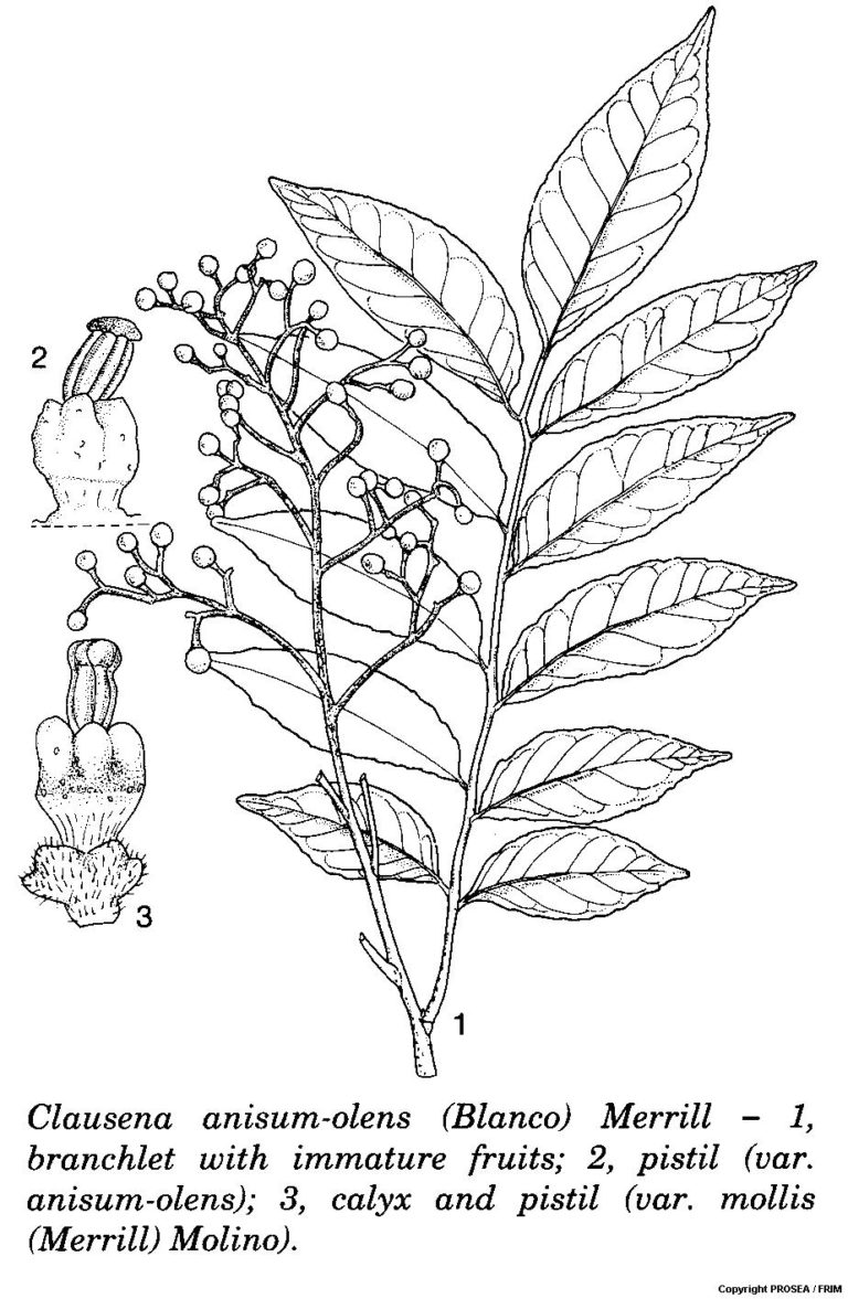 Clausena anisum-olens (Blanco) Merrill – GlobinMed
