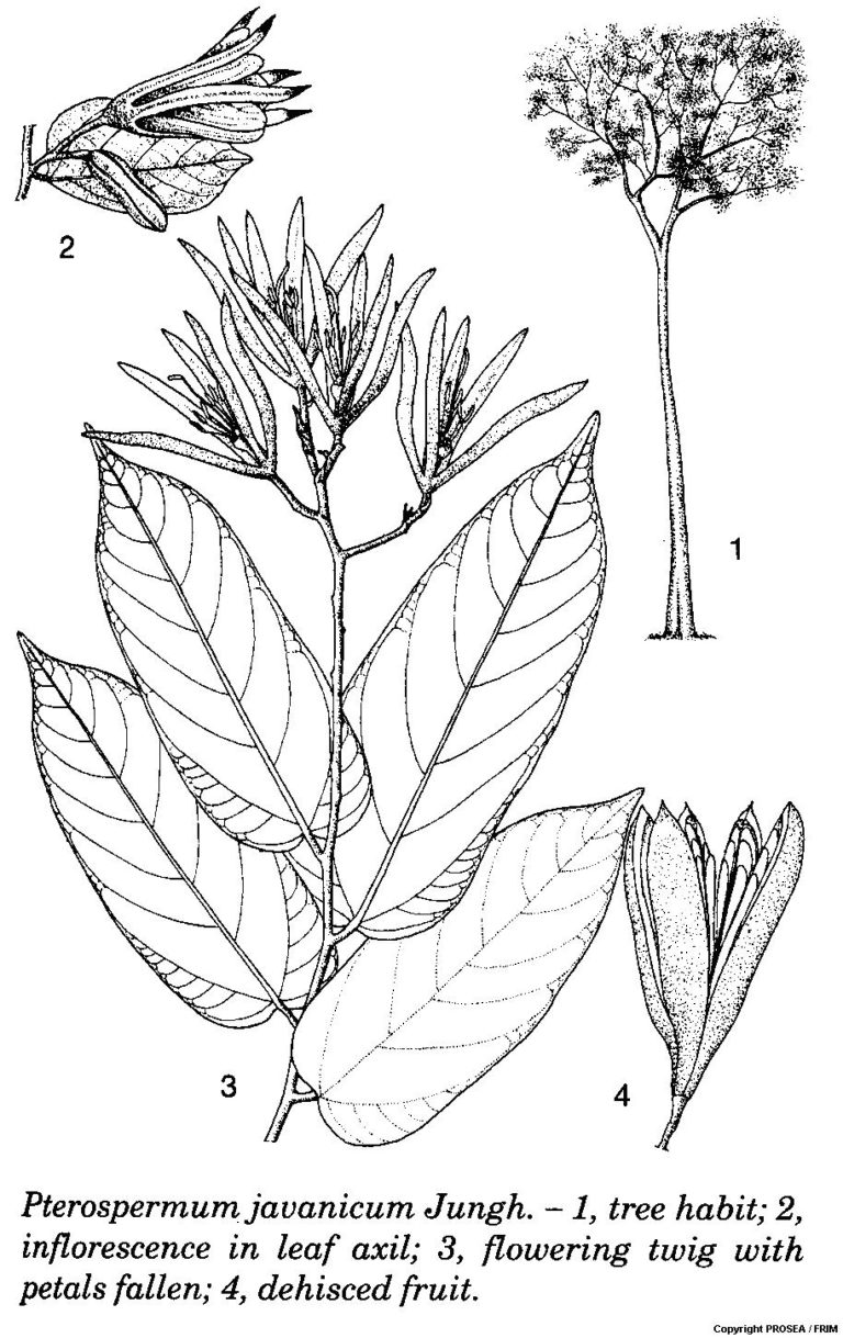 Pterospermum javanicum Jungh. – GlobinMed