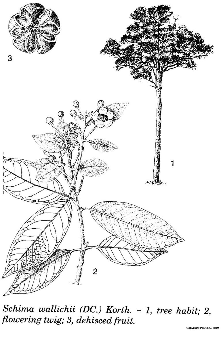 Schima wallichii (DC.) Korth. – GlobinMed