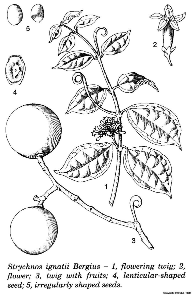 Strychnos ignatii Bergius – GlobinMed