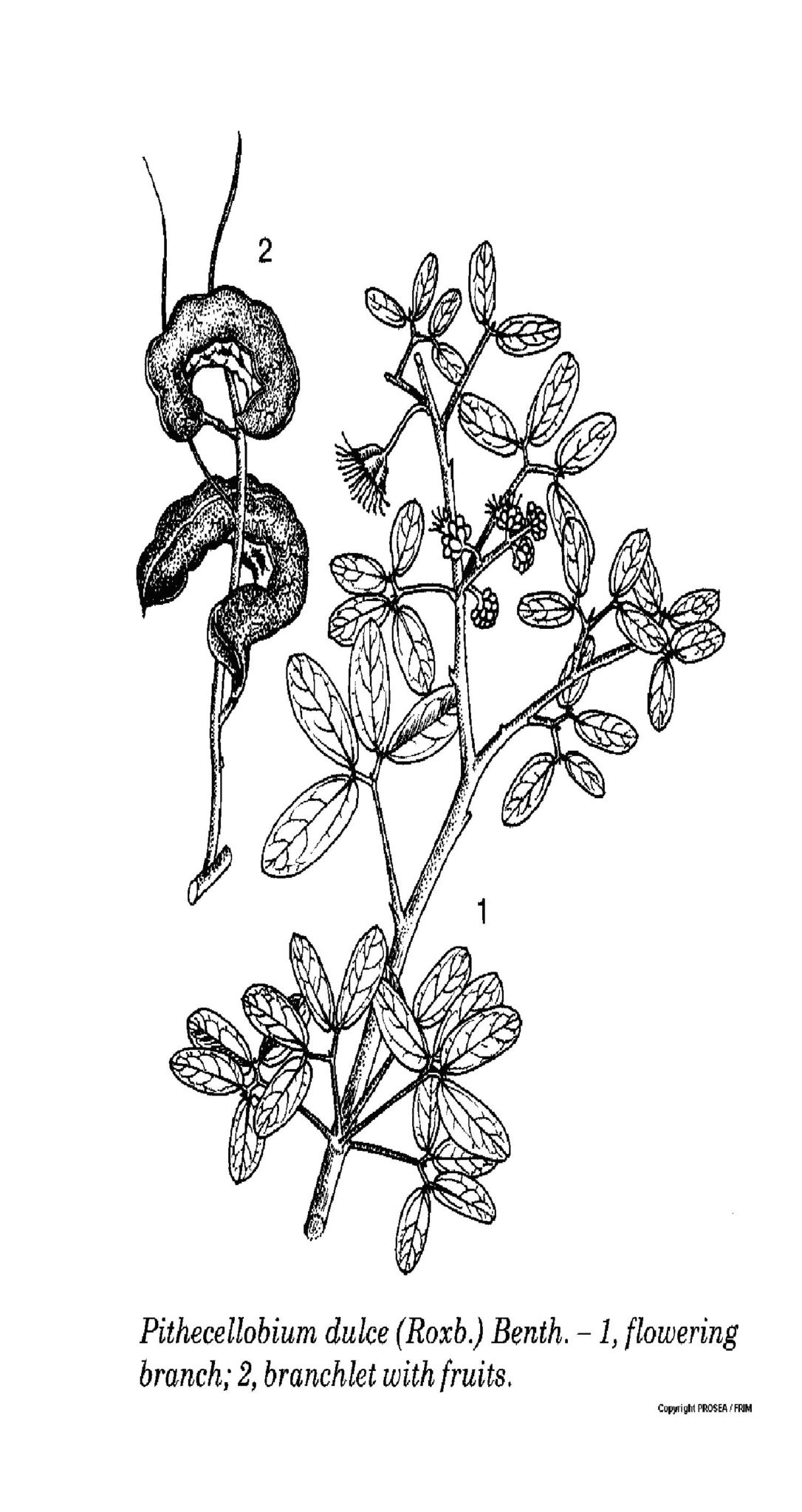 Pithecellobium dulce (Roxb.) Benth. – GlobinMed