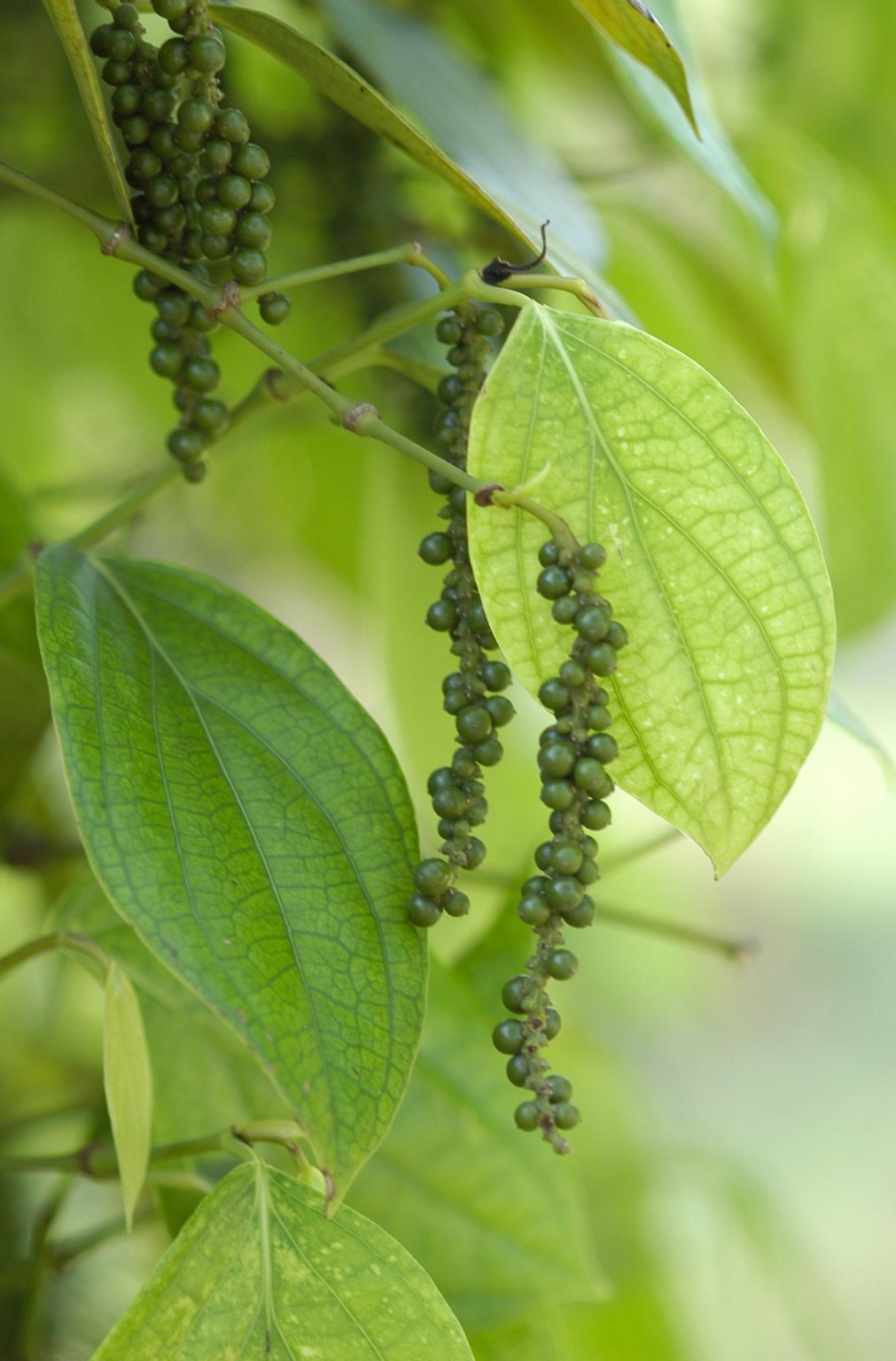 Piper nigrum – GlobinMed