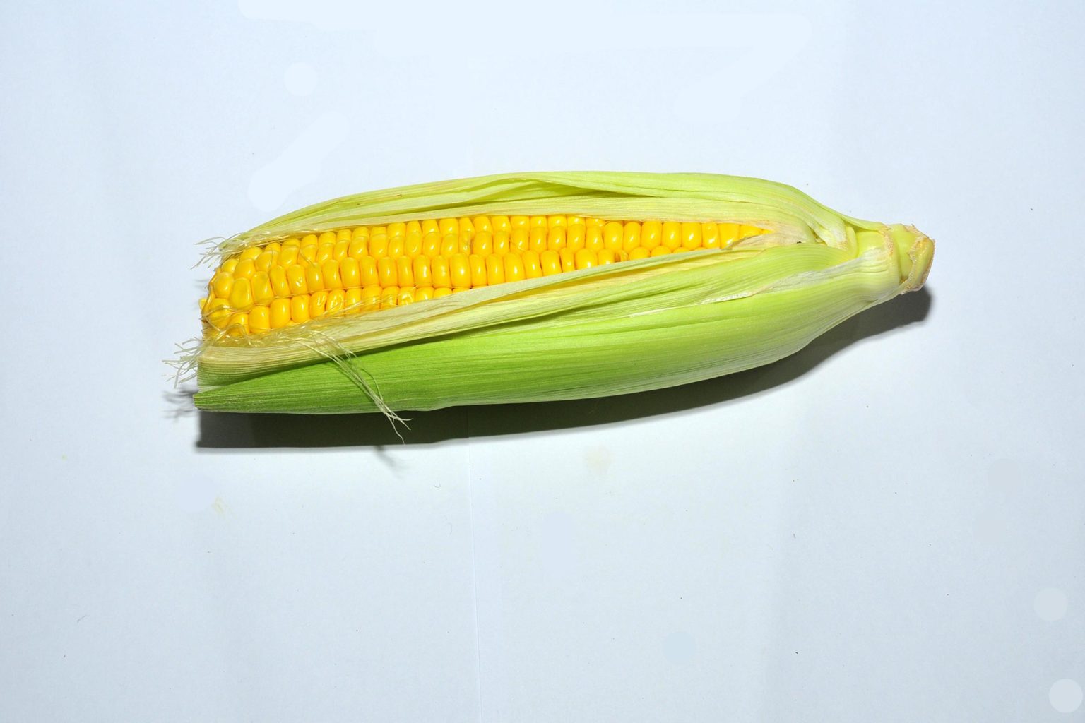 Photo of fruit: Zea mays – GlobinMed