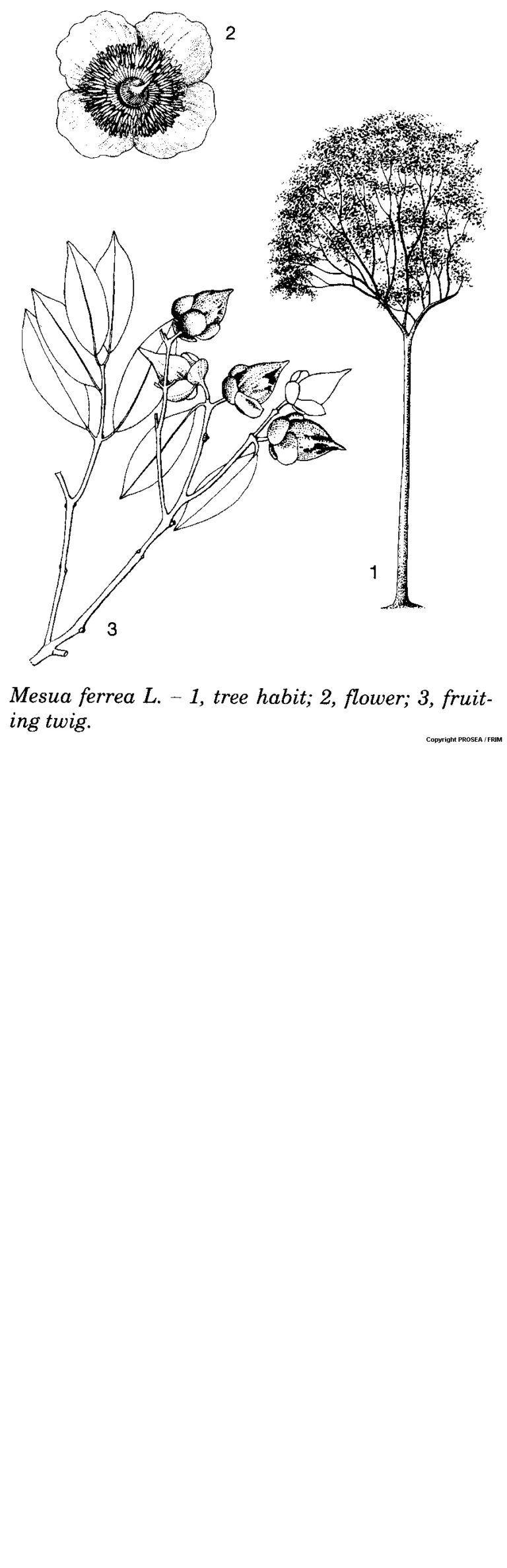Mesua ferrea L. - GlobinMed