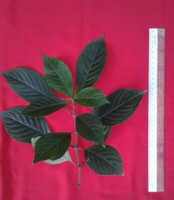 Strobilanthes crispus (L.) Bremek – GlobinMed