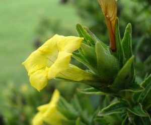Strobilanthes crispus (L.) Bremek – GlobinMed