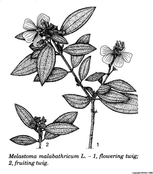Melastoma malabathricum L. - GlobinMed