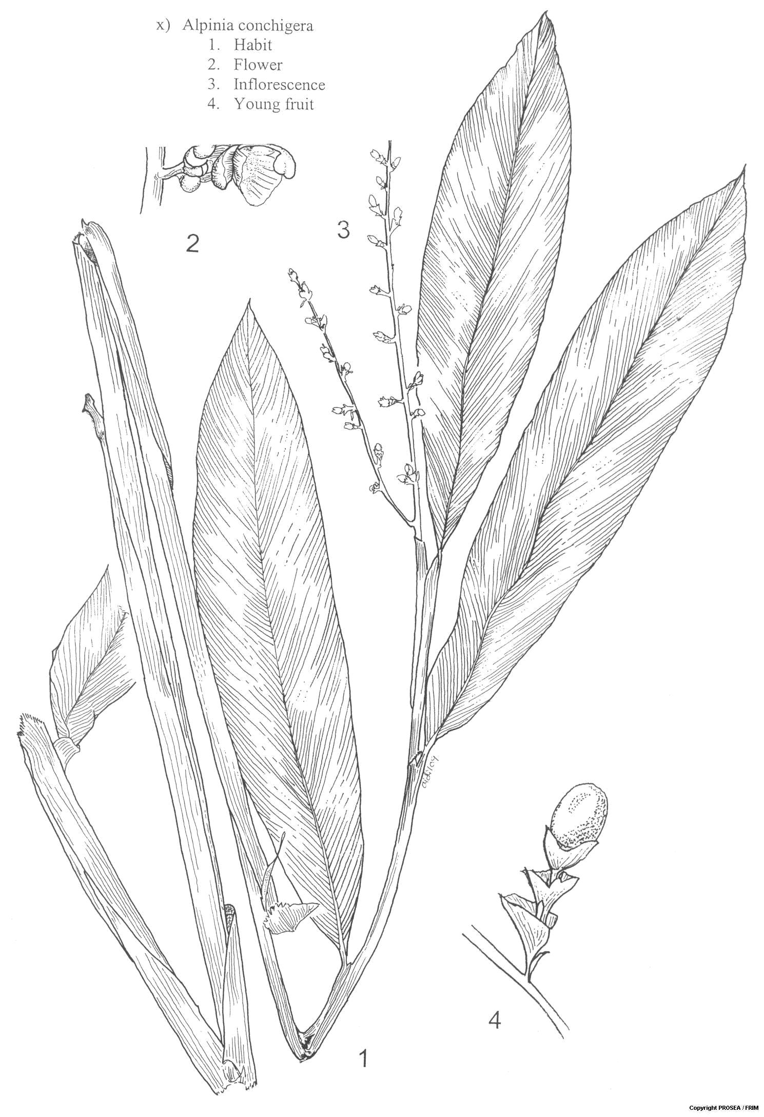 Alpinia conchigera Griff. - GlobinMed