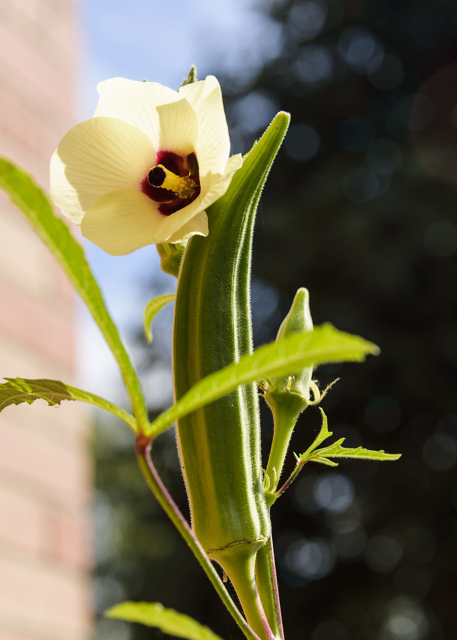 Abelmoschus esculentus (L.) Moench – GlobinMed