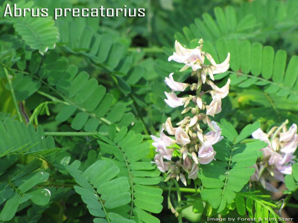 Abrus precatorius L - GlobinMed